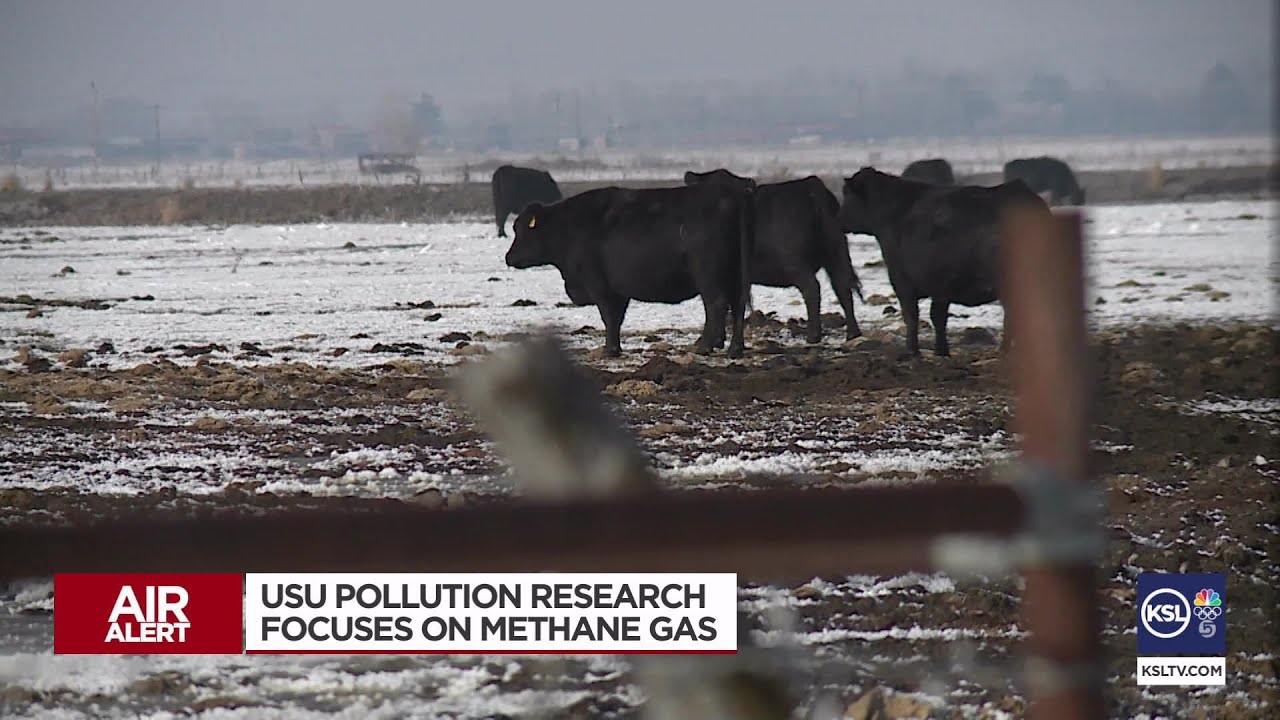 USU studies how cows can help with climate change