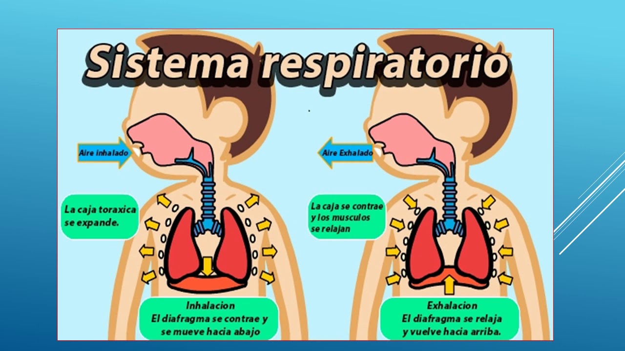 MI CUERPO Y SUS FUNCIONES 2°BÁSICO ok