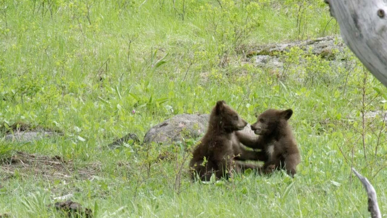 Bear Cubs Play Fight Each Other