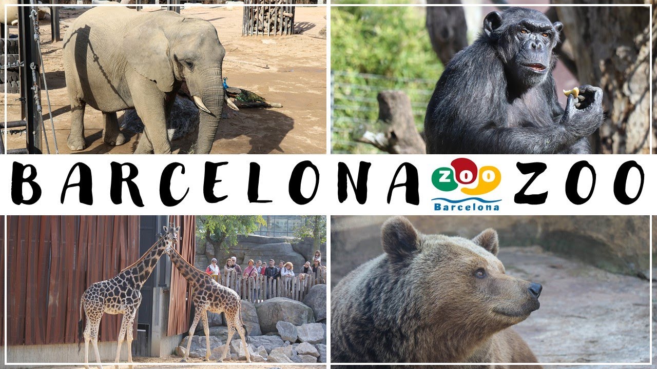 Barcelona Zoo 🇪🇸 🐘 🐒 🐻 🦒