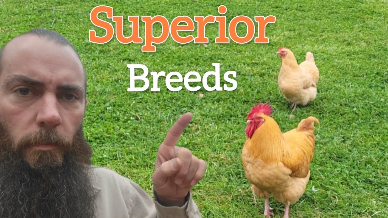 HERITAGE Breed Chickens! (And Why They're SUPERIOR)