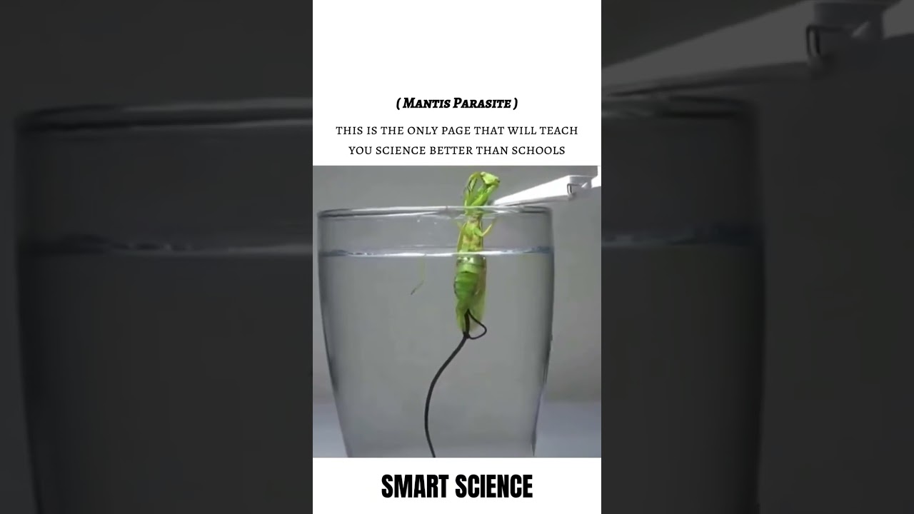 Mantis hidden parasite || Parasites in insects #science #facts #smartscience