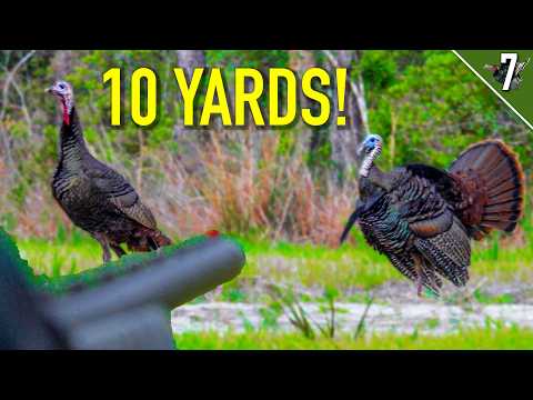 UPDATE on Ted’s Fine - Florida Turkey Hunting