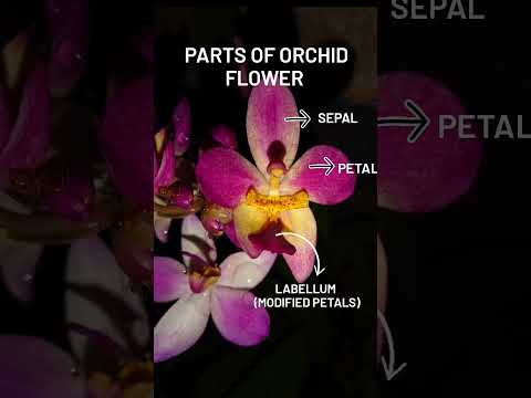 Parts of orchid flower πΈ#shortsfeed#shortofindia#shortsfeed#botany#bsc#msc#exam#neet #plants#orchid