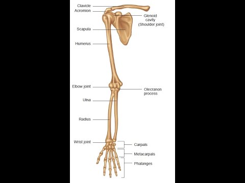 Two Minutes of Anatomy: Appendicular Skeleton