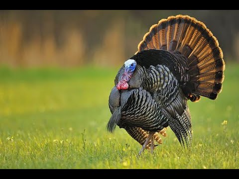Episode 12: The Outdoors Bound Podcast with George Noleff