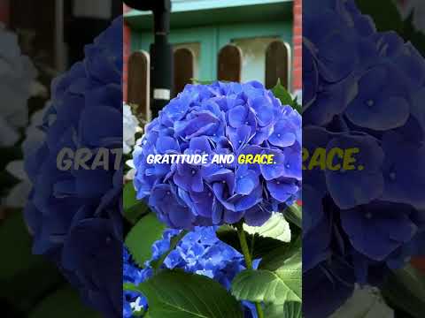Hydrangeas: The Flower That Changes With Emotion