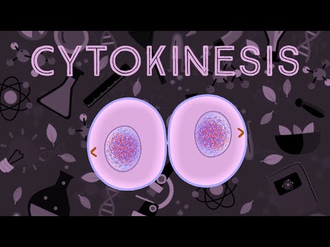 Cytokinesis Animation