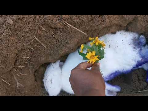Mortality In Rabbit Farming | What Every New Farmer Must Know | Frenat Farms