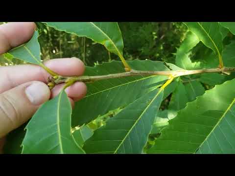 ID That Tree: American Chestnut