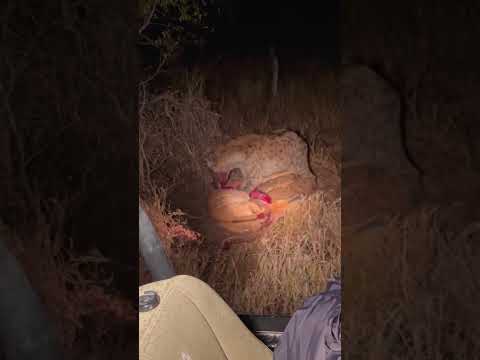 Hyena eats buck while it cries for help 😢