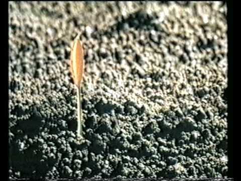 Кордицепс китайский — Tiens Cordyceps Capsules from Tianshi | Happy ...