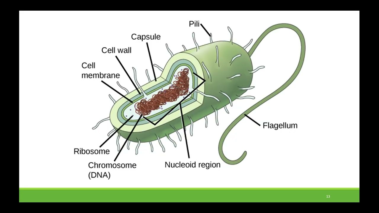 BIO181 Chapter 4 - Cell Structure