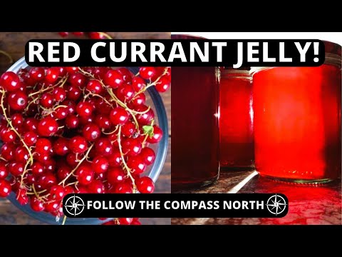 Making Fresh Red Currant Jelly (Step by Step)