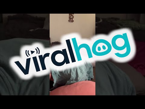 Dog Wants to Kiss Mom's Pregnant Belly Too || ViralHog