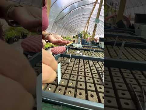 Planting seeds! In oasis cubes