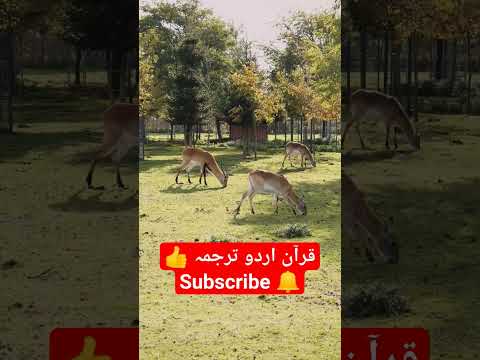 Shaytan's Deception Exposed! | Quran Urdu Translation | Eid Special #QuranUrduTranslation #Shaytan