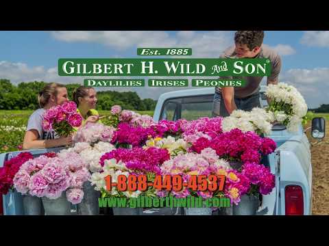 2019 Gilbert H. Wild Spring Catalog