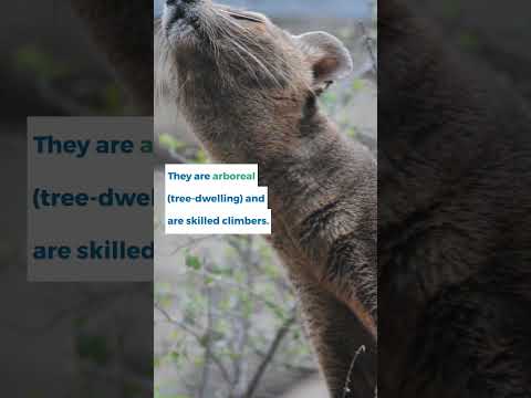 They can change GENDERS!! #youtubeshorts #shorts #fossa