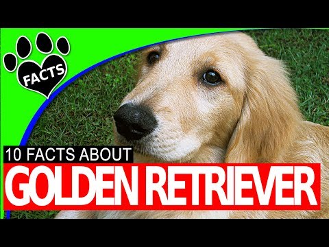 Golden Retriever Facts 101: Top 10 Fun Facts About Goldens - Dogs 101