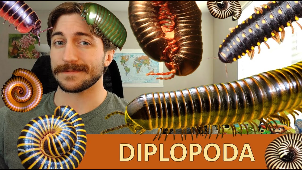 Diplopoda: The Millipedes - Class Spotlight