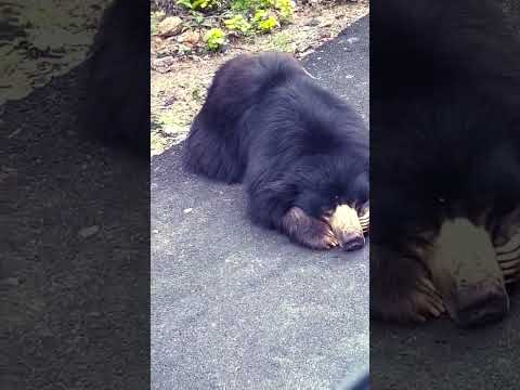 The Cutest Sleepy Indian Sloth Bears Captured on Camera