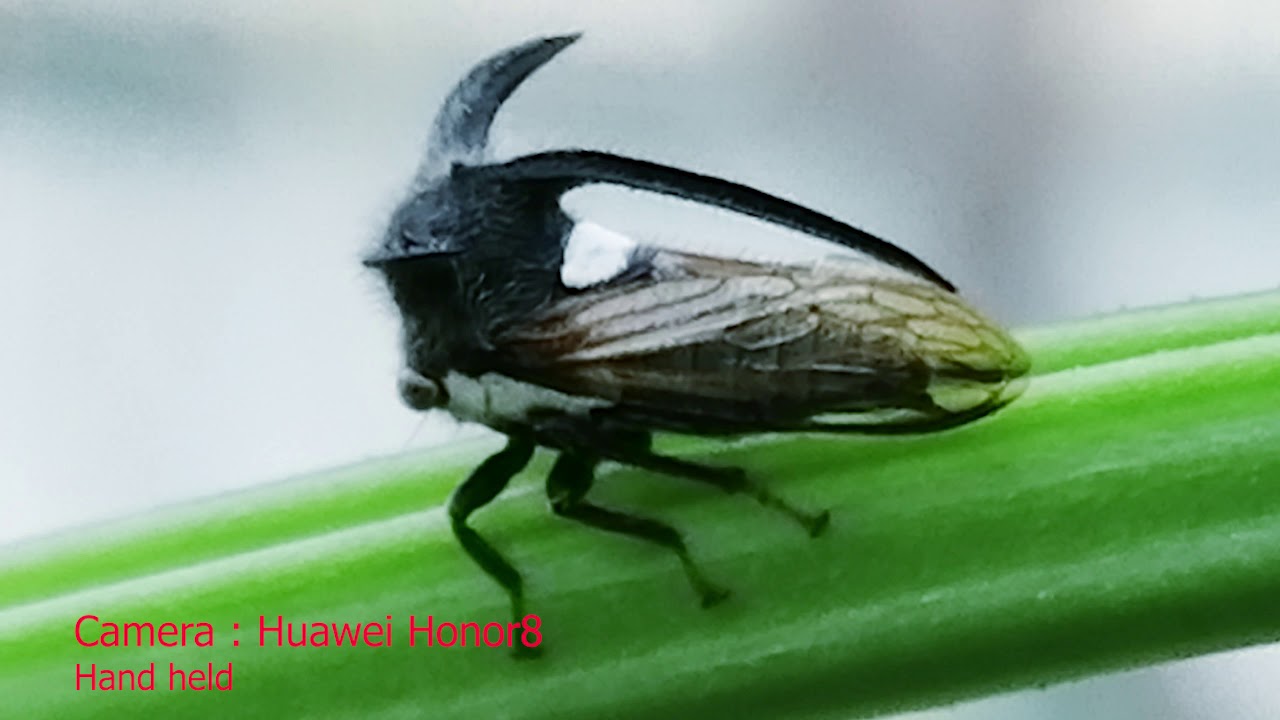 Kumbang - Thorn Mimic Treehopper