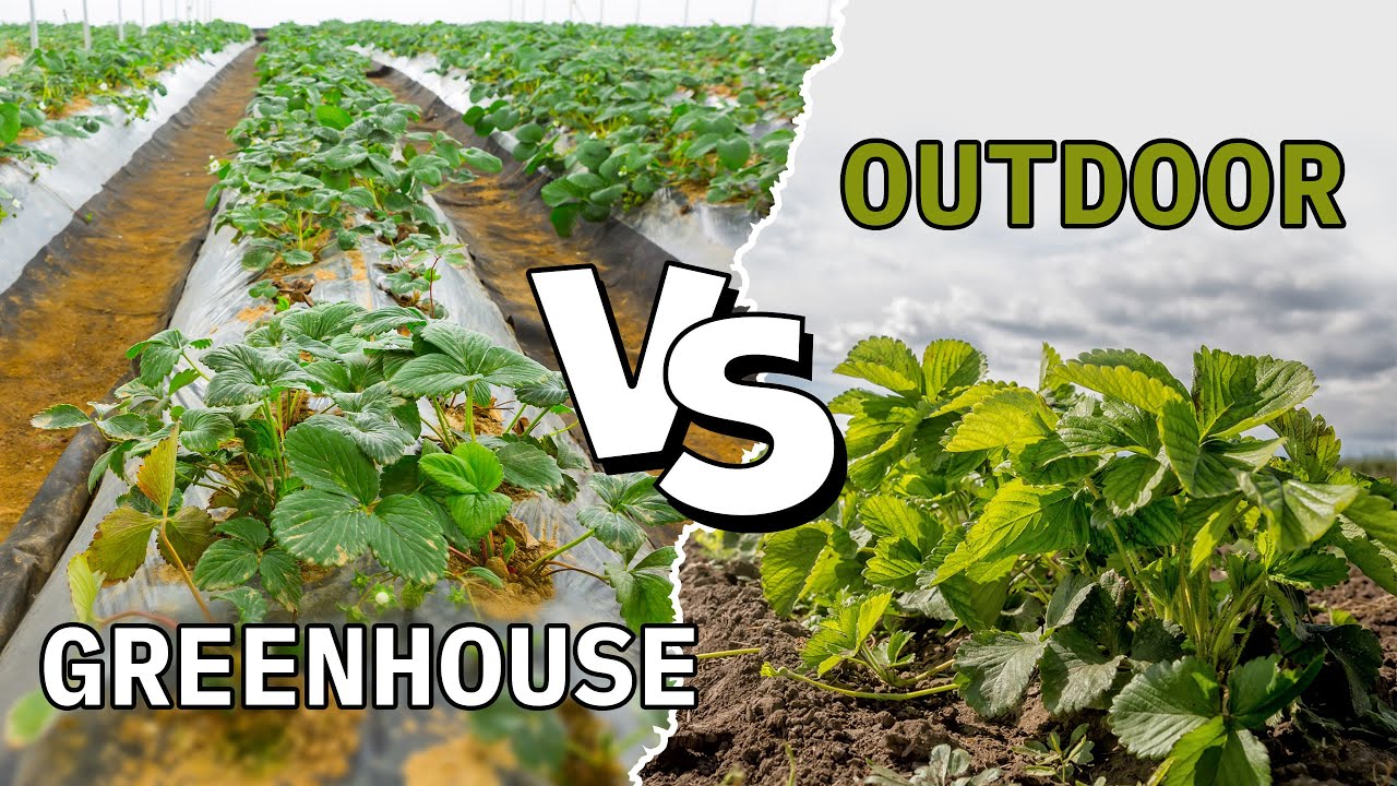Greenhouse vs Outdoor Cultivation: A Comparison
