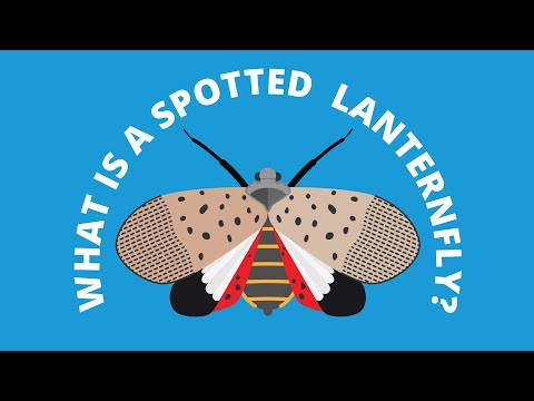 What is a Spotted Lanternfly?