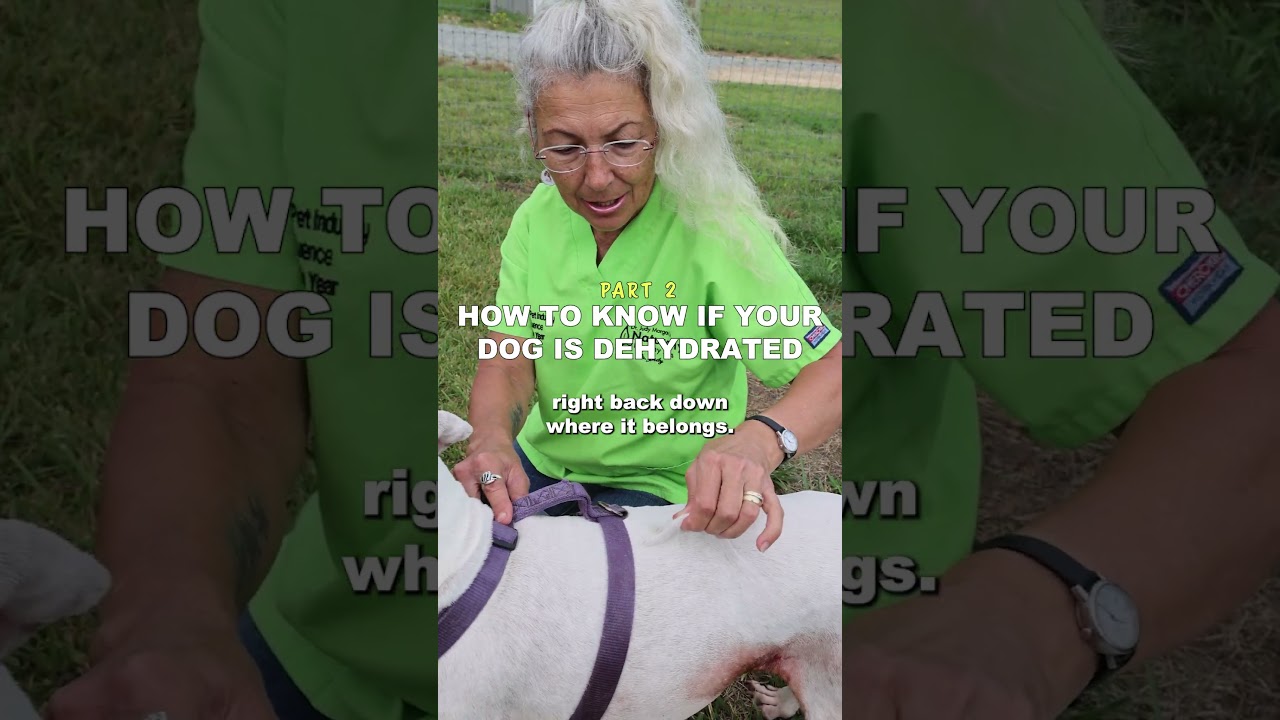 Check to See If Your Dog is Dehydrated Part 2