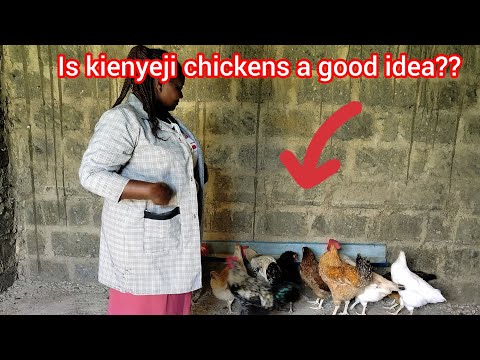 Is improved kienyeji chicken farming profitable?/ and how to make it more profitable
