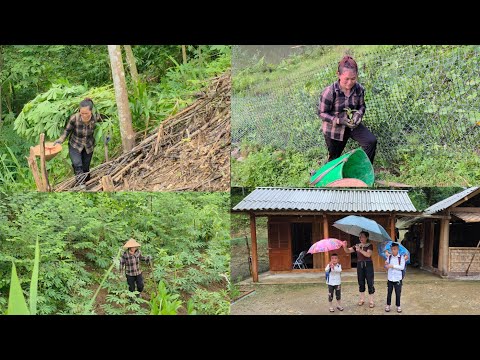 Daily life of a single mother taking care of cassava garden and growing fruit trees. DANG THI DU