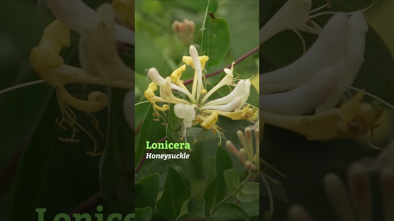 This is why I LOVE Honeysuckle! #gardeningtips #gardening #alantitchmarsh