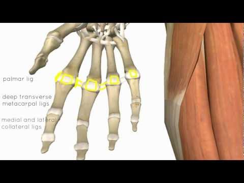 Wrist and Hand Joints - 3D Anatomy Tutorial
