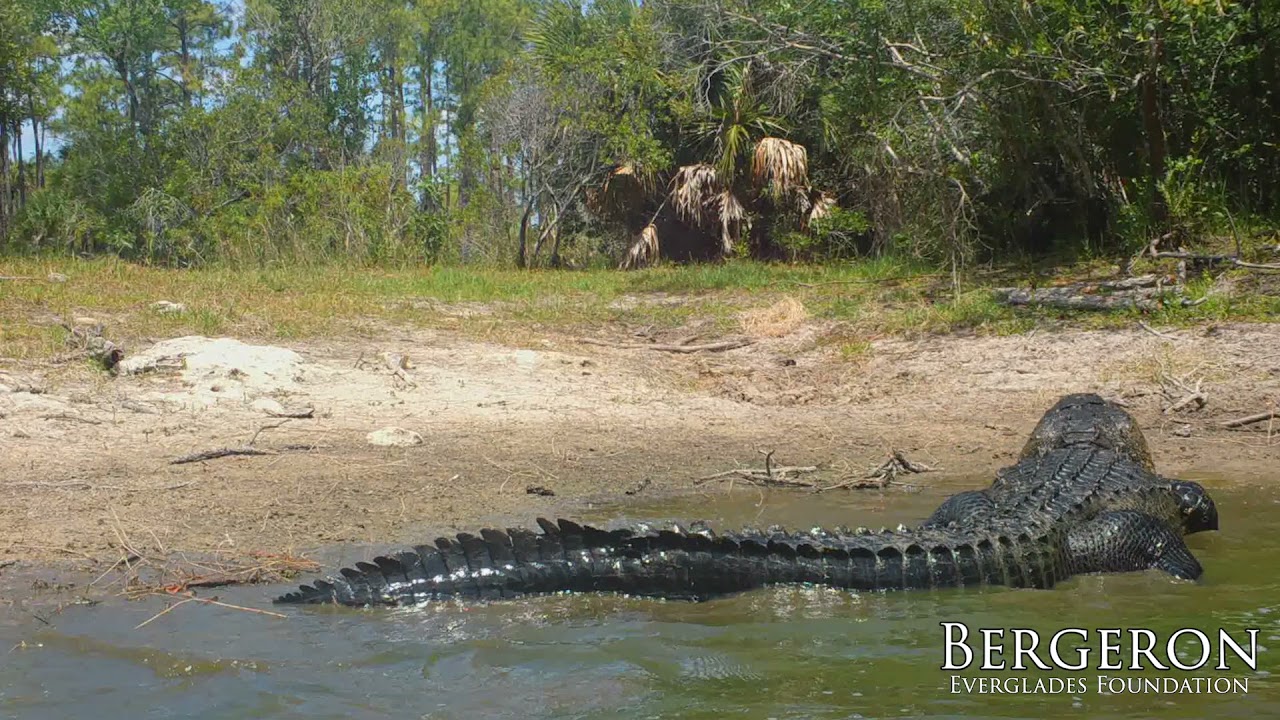 Florida Alligator CRUSHES the Shell of a Turtle