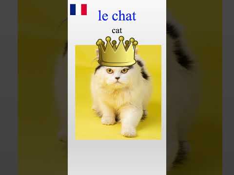 Learn French with Mnemonics – A Persian Cat is the "Shah"