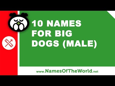 10 names for big dogs (male) - the best pet names - www.namesoftheworld.net