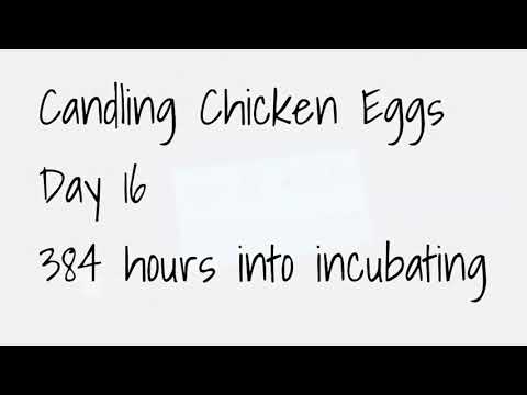 Chicken Egg Development - Day 16