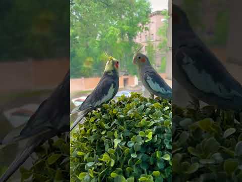 Cockatiels on a green ball of artificial flowers #subscribe #youtubeshorts #cockatiel
