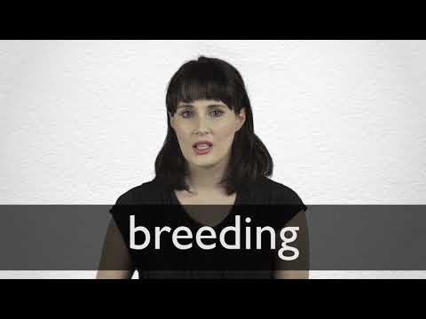 Synonyms of BREEDING | Collins American English Thesaurus