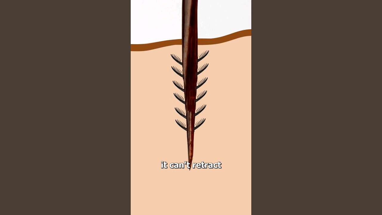 Why Bees Die After They Sting You 😳 (ouch)