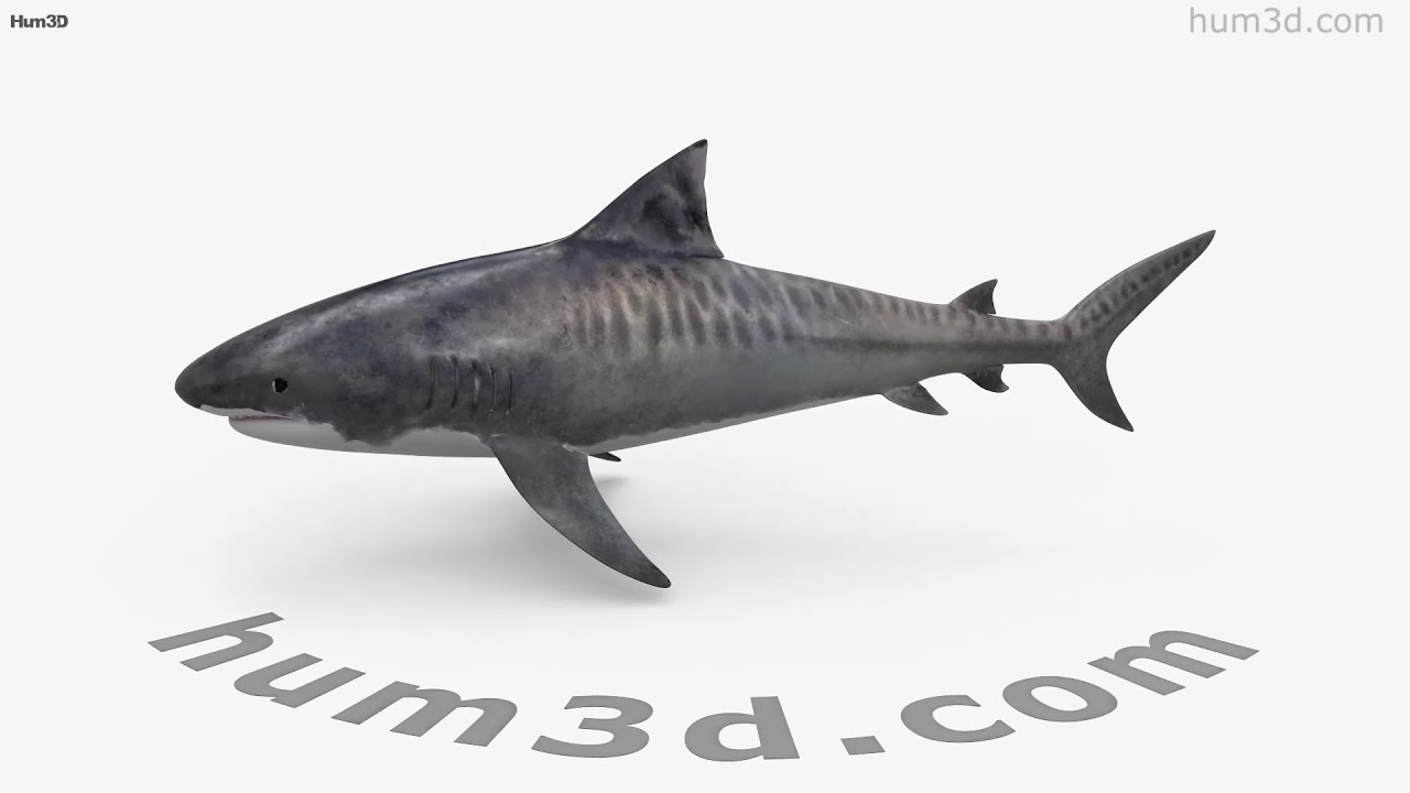 Tiger Shark 3D model by 3DModels.org