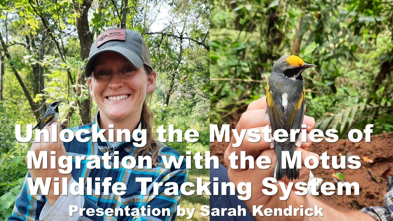 Unlocking the Mysteries of Migration with the Motus Wildlife Tracking System