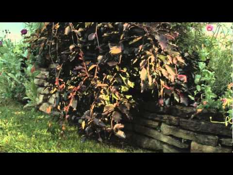 What is a deciduous plant?