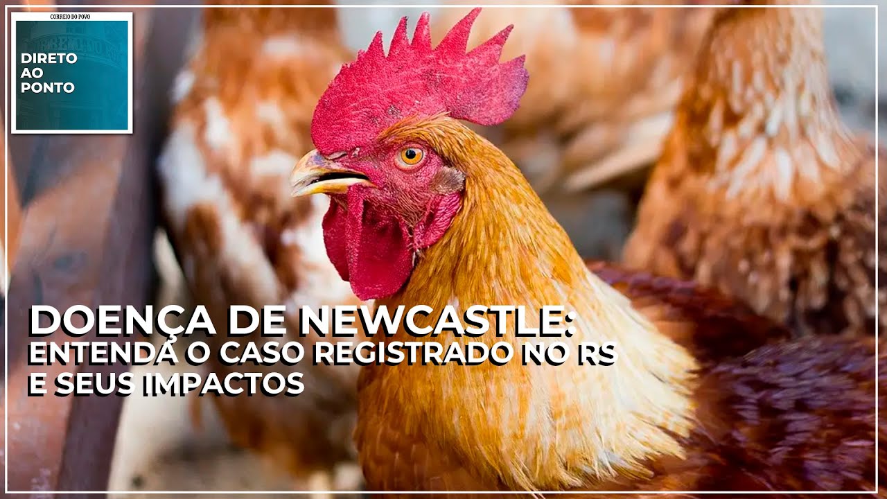 Doença de NEWCASTLE: Entenda o CASO REGISTRADO NO RS e seus IMPACTOS | DIRETO AO PONTO