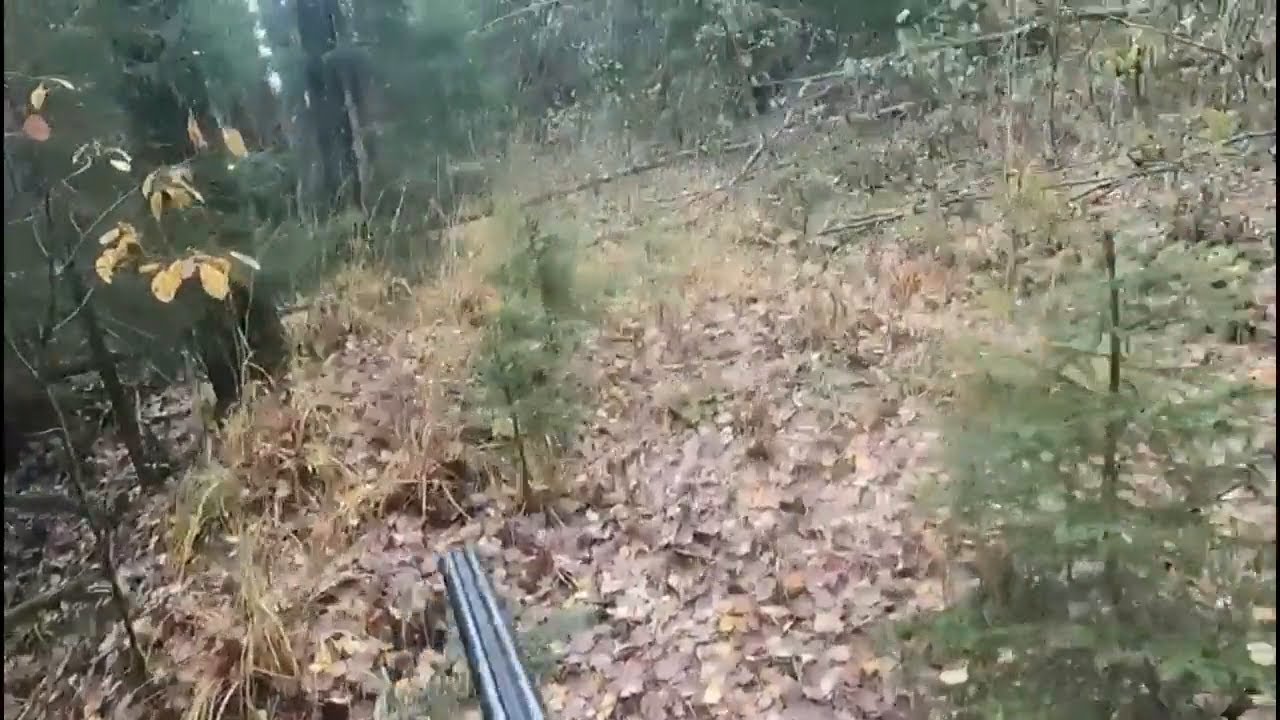 r/nextfuckinglevel | Man holds back from shooting mama bear that charges him 3 times