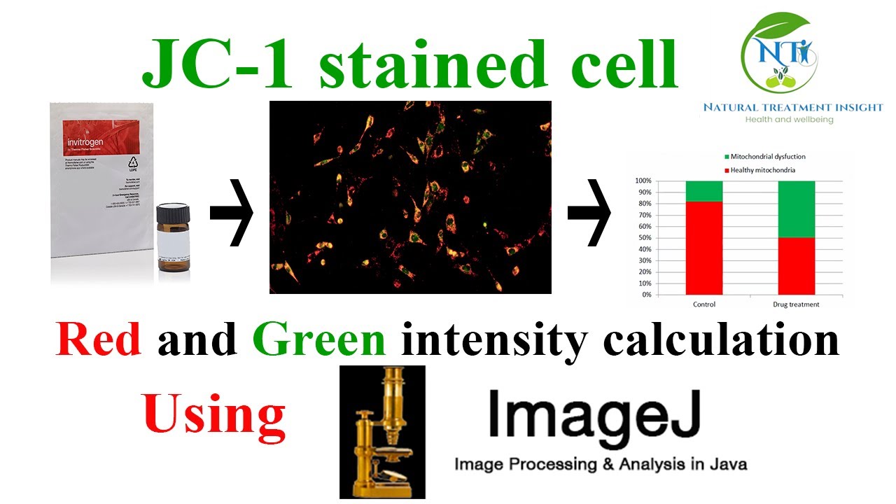JC-1 Stained Image Analysis Using ImageJ | Mitochondrial Membrane Potential Tutorial