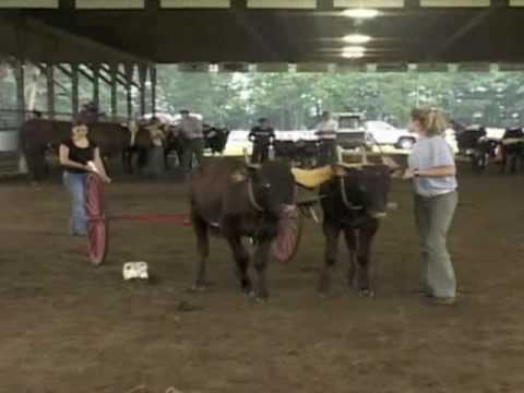 Training Oxen
