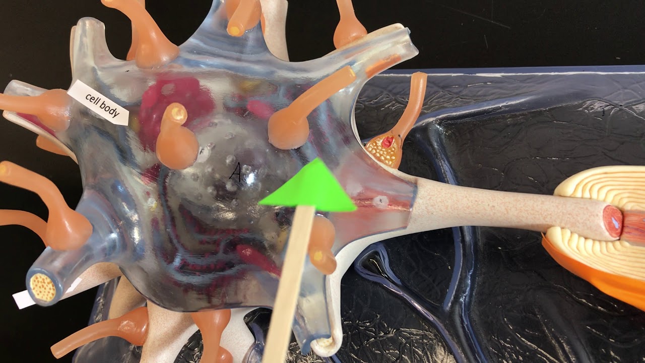 CCC Online Biology Lab - Neuron Model