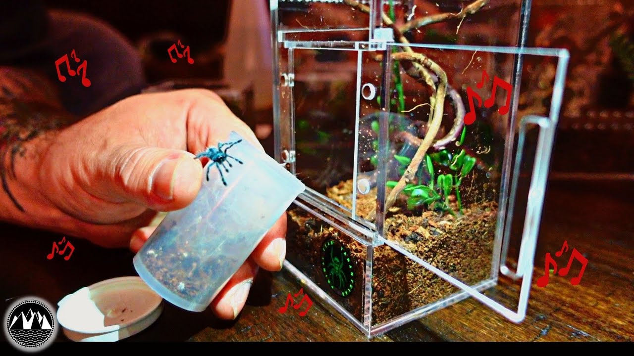 Primal fear tarantulas | Premium acrylic enclosures